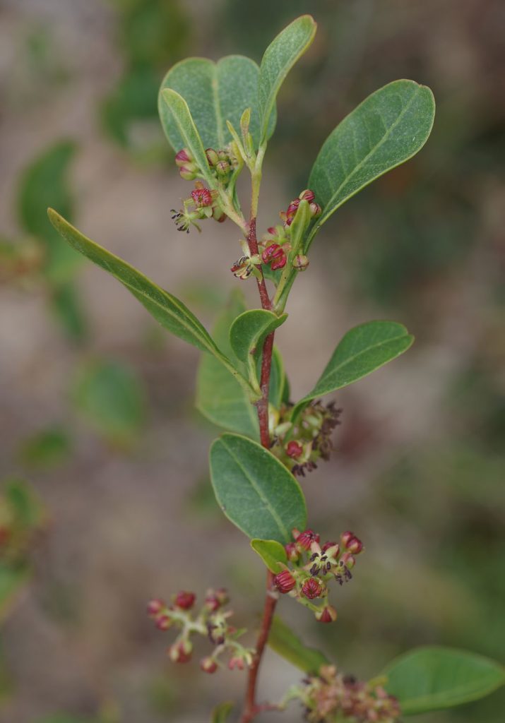 An erect shrub, Dodonaea aptera can gain a height of up to 3m high
