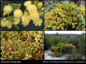 Acacia truncata - Apace WA