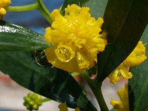 Acacia xanthina - Apace WA