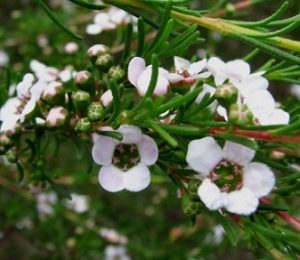 Astartea scoparia - Apace WA