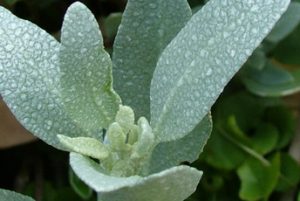 Atriplex isatidea - Apace WA