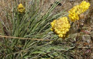 Conostylis candicans - Apace WA
