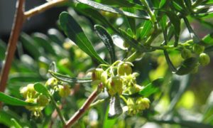 Dodonaea hackettiana - Apace WA