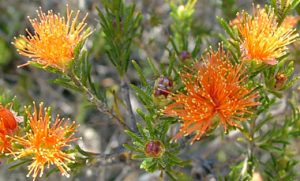 Eremaea pauciflora - Apace WA