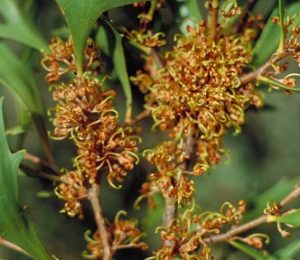 Hakea ceratophylla - Apace WA
