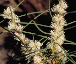 Hakea sulcata - Apace WA