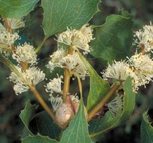 Hakea undulata - Apace WA