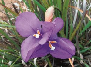 Patersonia occidentalis - Apace WA