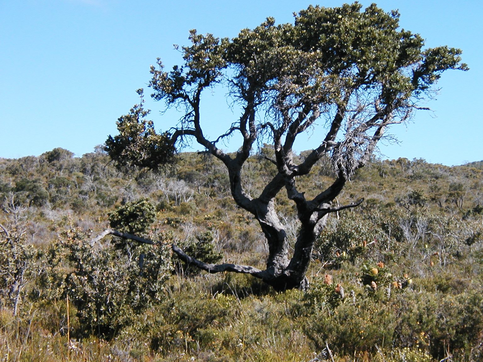 Banksia ilicifolia - Apace WA