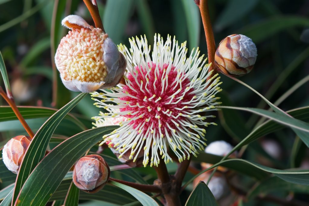 Hakea laurina - Apace WA