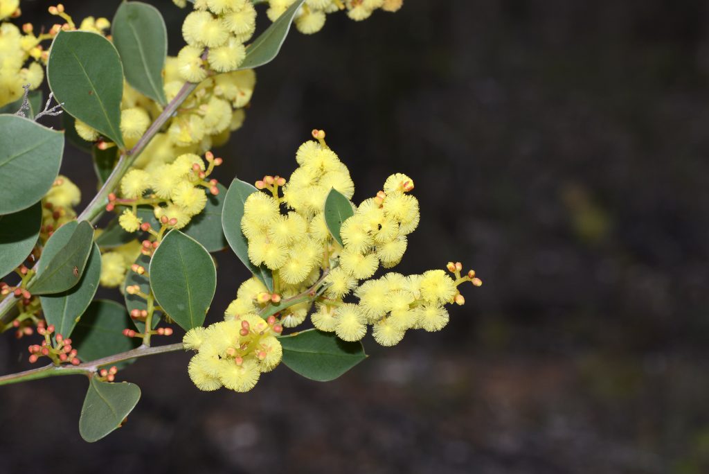Acacia celastrifolia - Apace WA