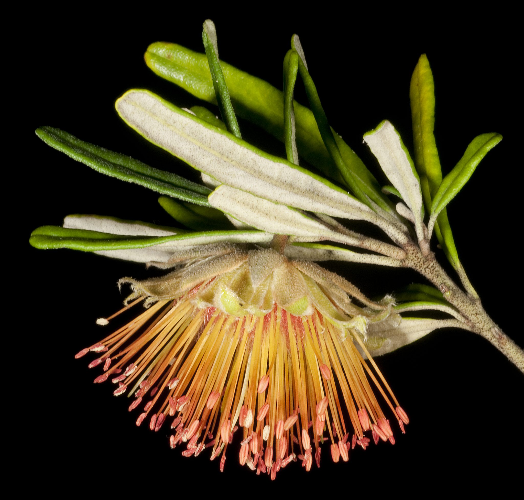 Diplolaena angustifolia - Apace WA