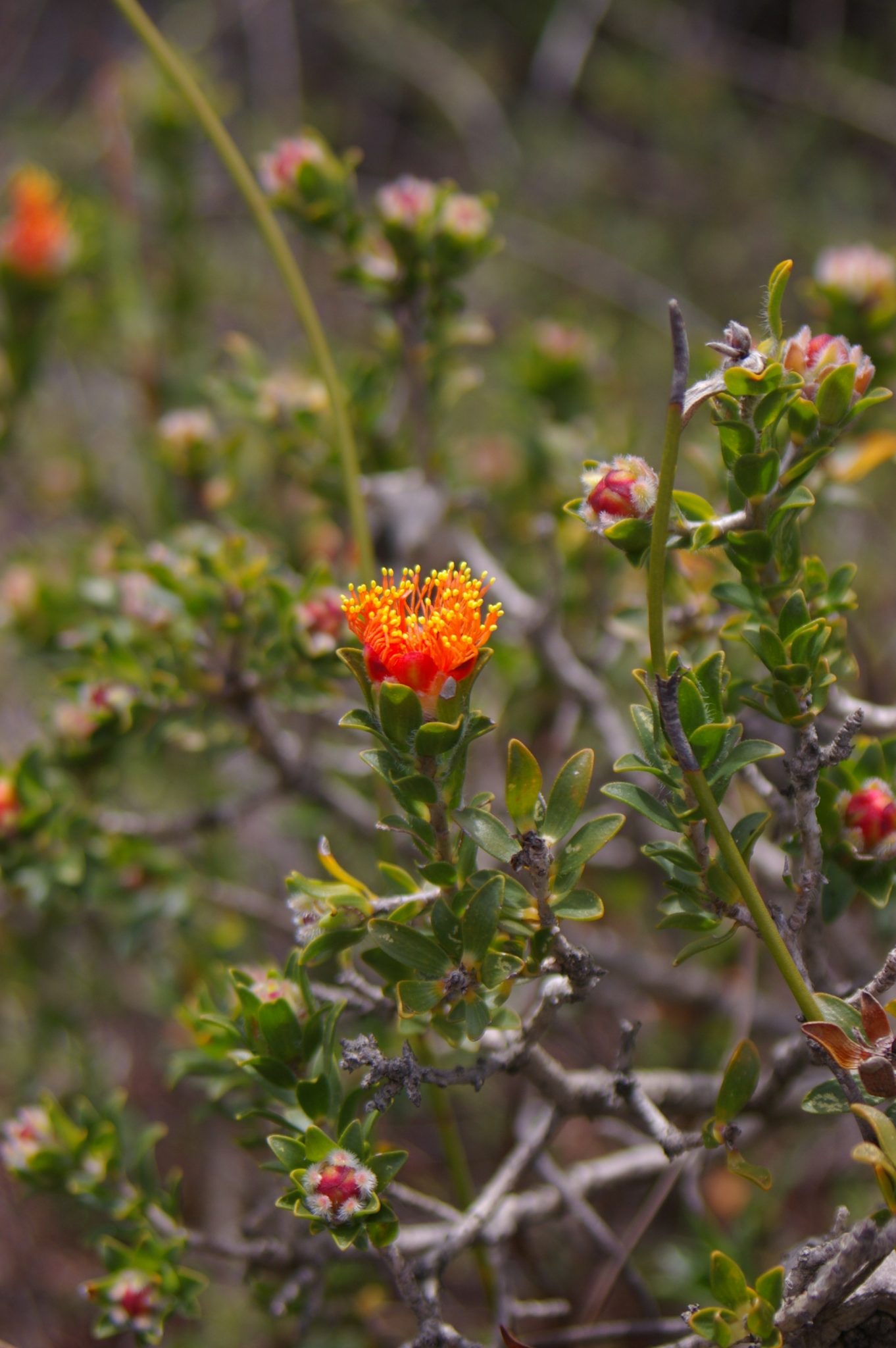 Eremaea asterocarpa - Apace WA