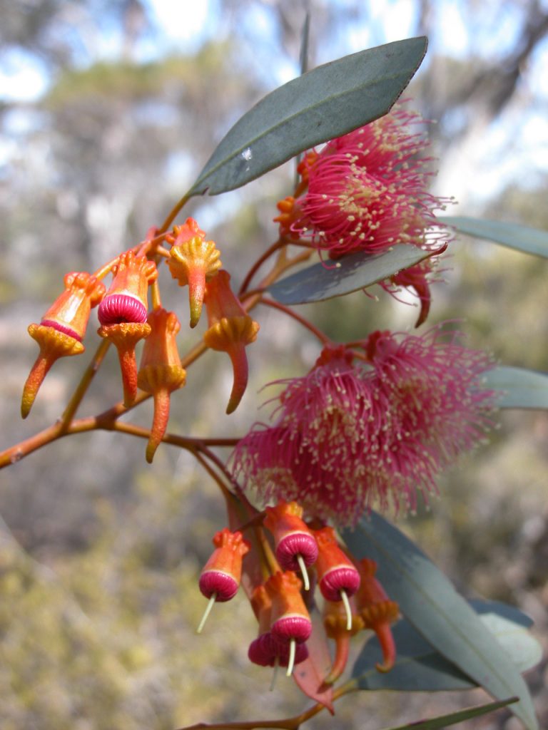 Eucalyptus torquata - Apace WA