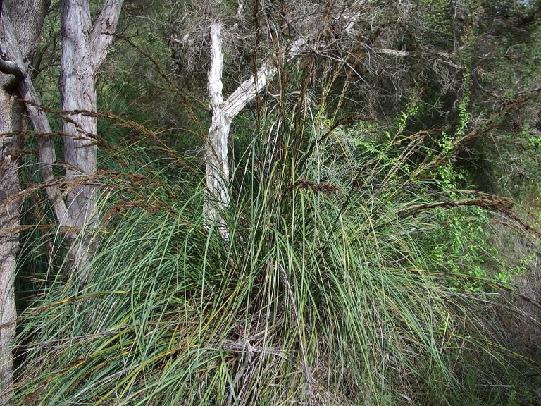 Lepidosperma longitudinale - Apace WA