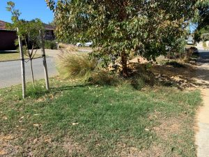 7 steps to creating a successful native verge in Perth WA - Apace WA