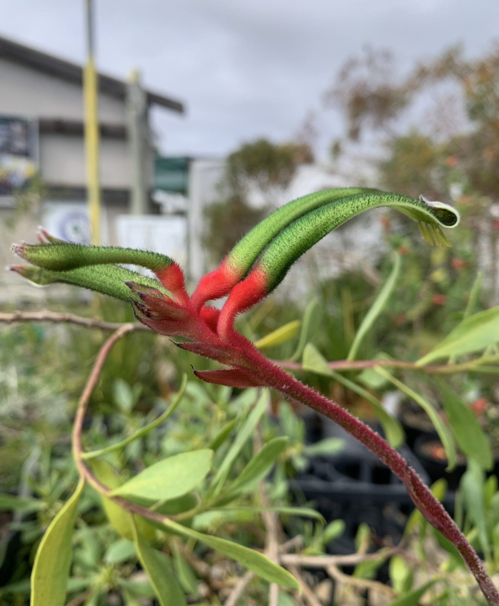 Apace native plant nursery. Plant catalogues. Bushland revegetation ...